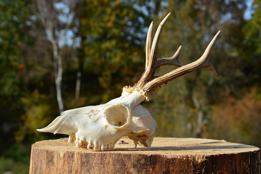 SPECIAL TOOTH Unique Roe Deer Skull, (capreolus Capreolus), Special One ...