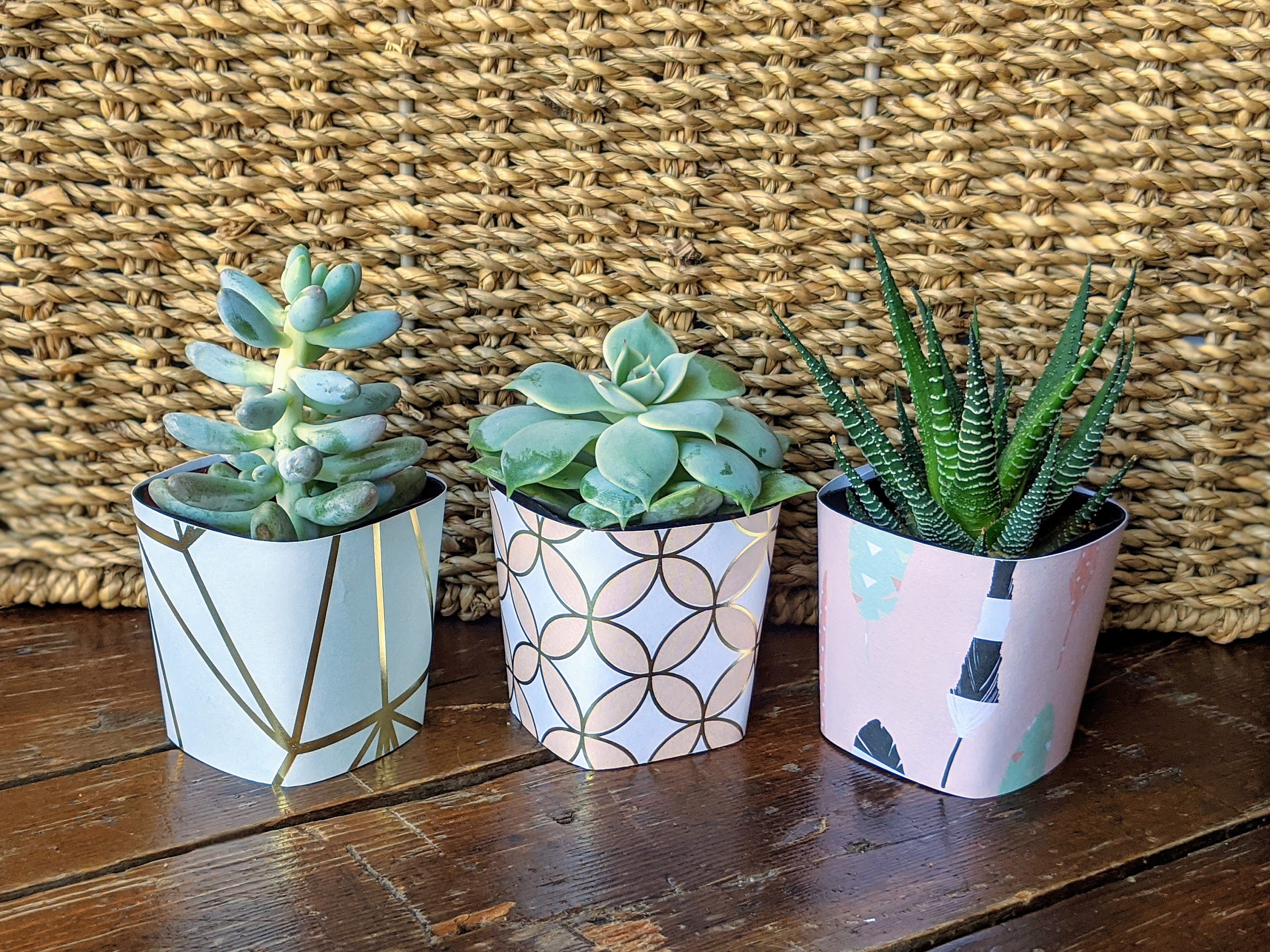 Succulent Wraps 5 Succulent Favors 2 Plant Wrap Custom - Etsy