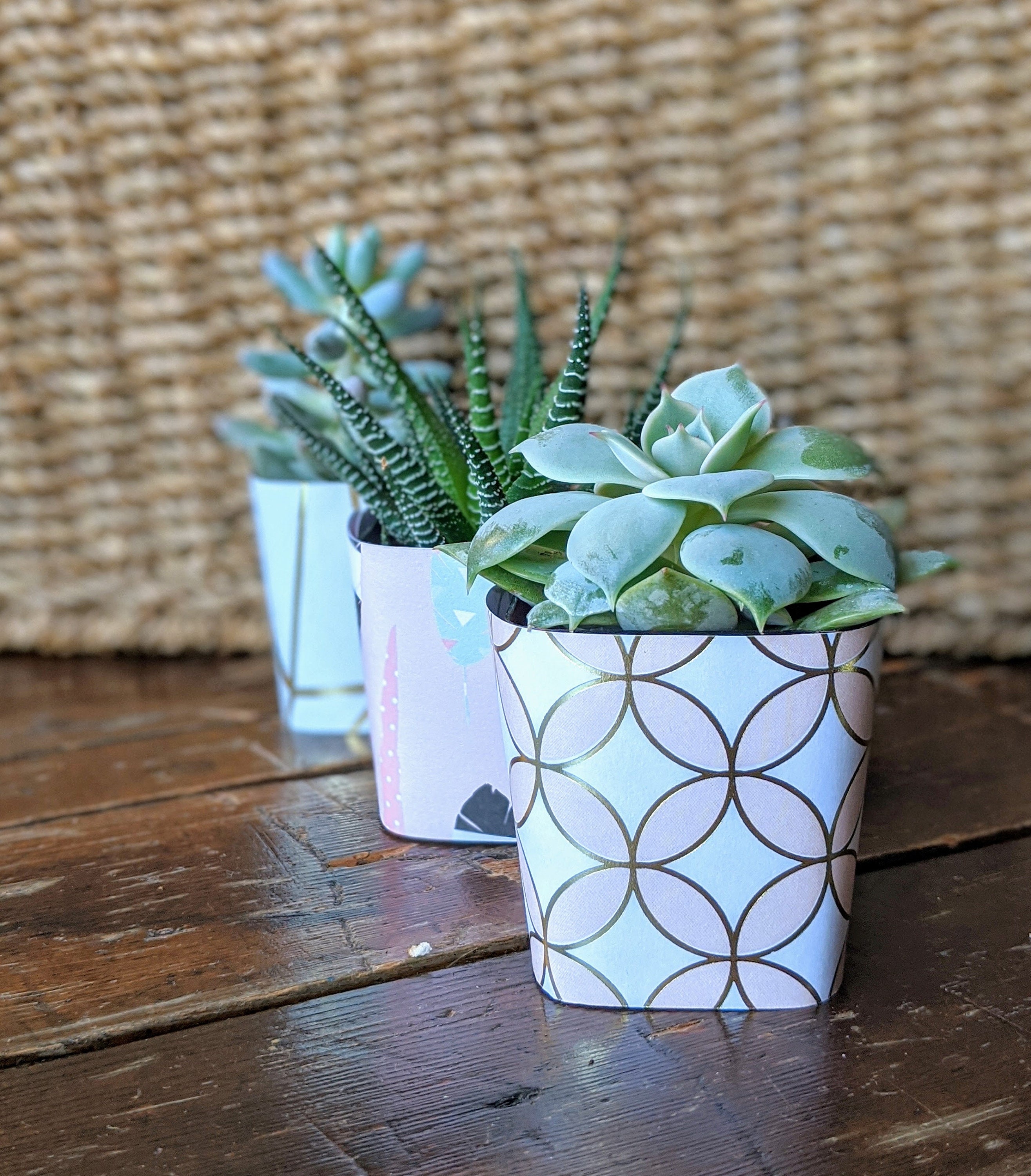 Succulent Wraps 5 Succulent Favors 2 Plant Wrap Custom - Etsy