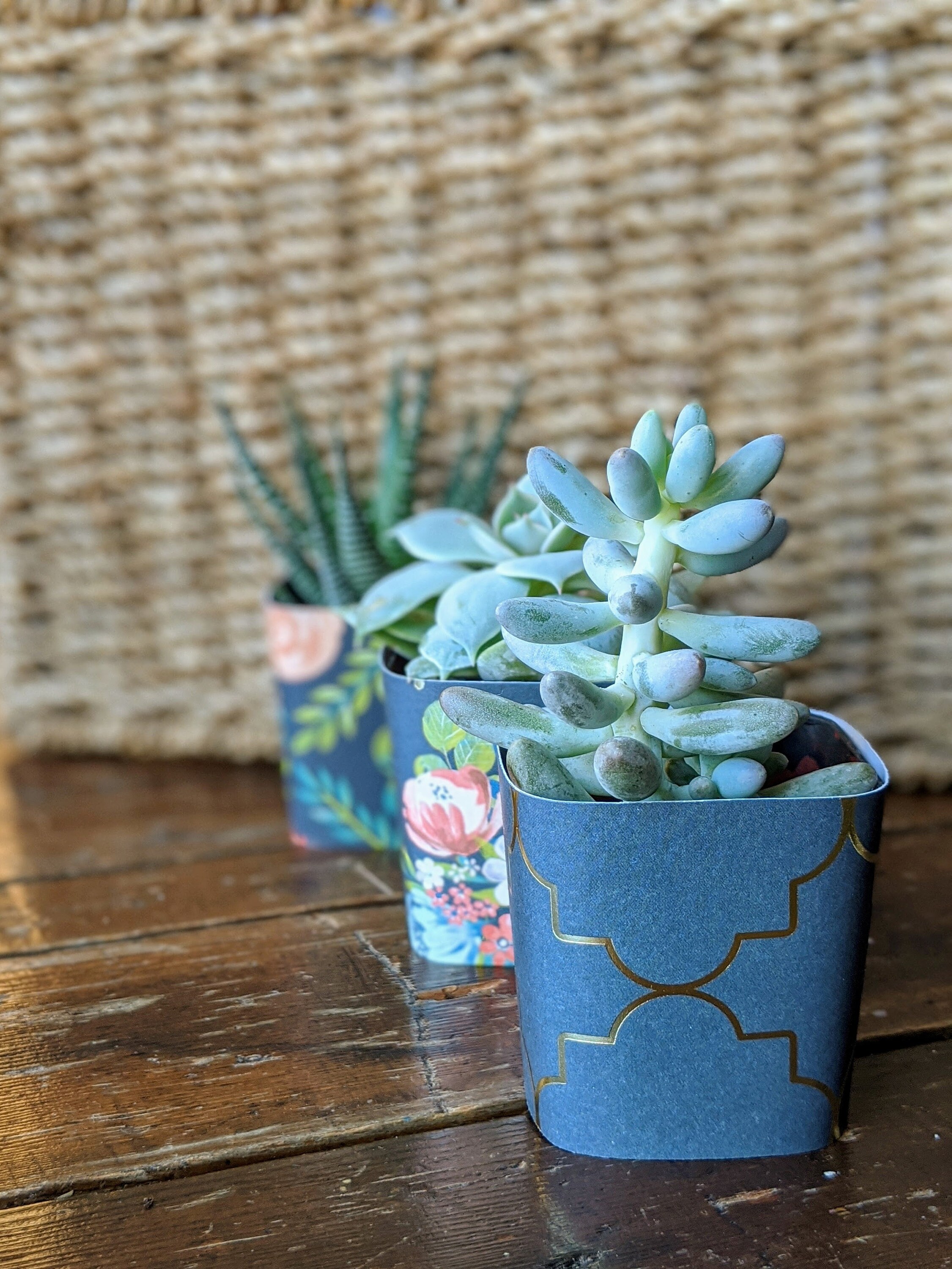 Succulent Wraps 5 Succulent Favors 2 Plant Wrap Custom | Etsy