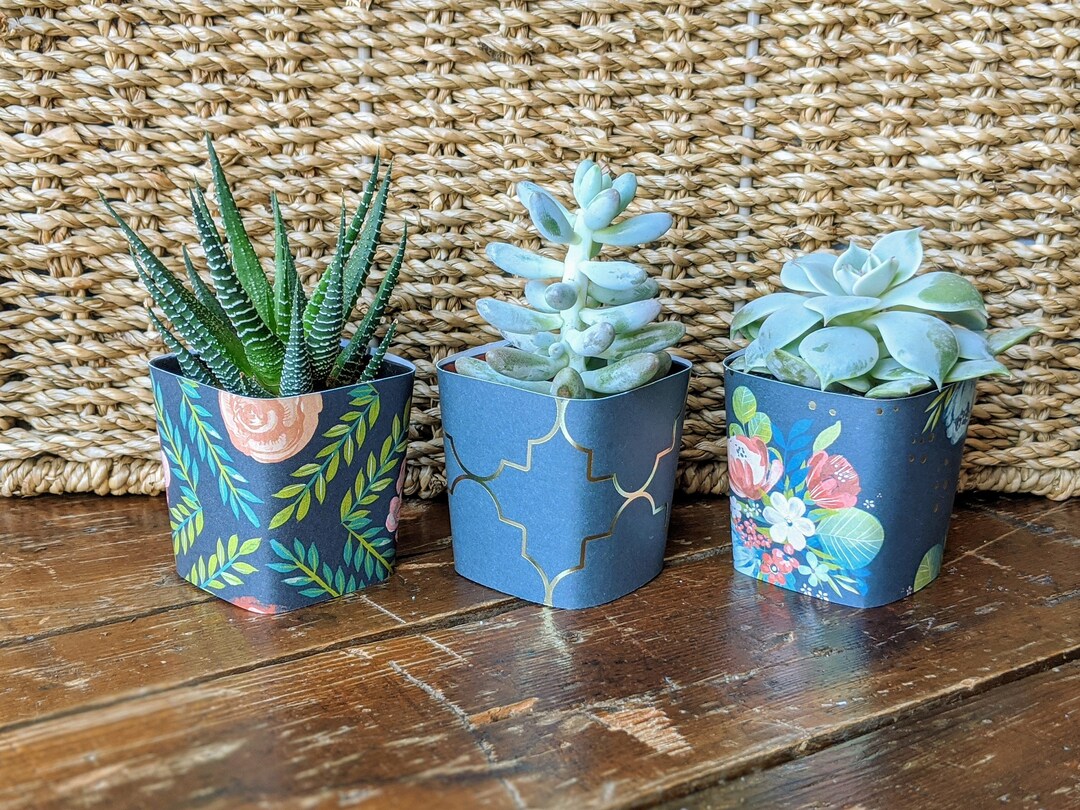 Succulent Wraps, 5 Succulent Favors, 2 Plant Wrap, Custom Succulent Pot ...