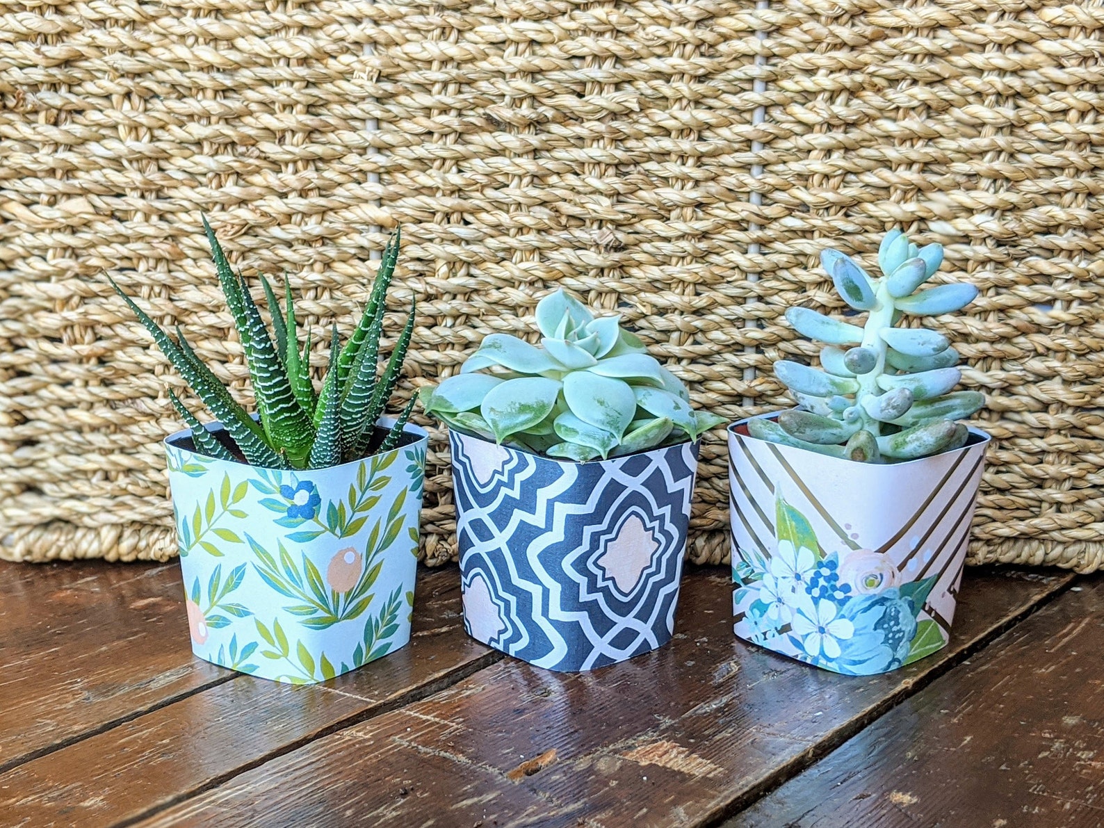 Succulent Wraps 5 Succulent Favors 2 Plant Wrap Custom - Etsy