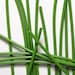 Flower Stem Cover / Green Tubing for Bundling Artificial Flower Stem ...