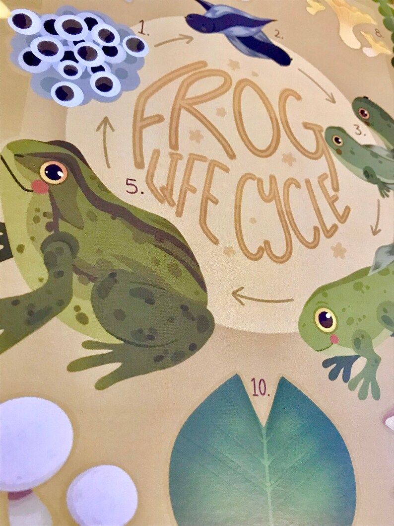 Frog Lifecycle A4 Poster Print MISPRINT - Etsy