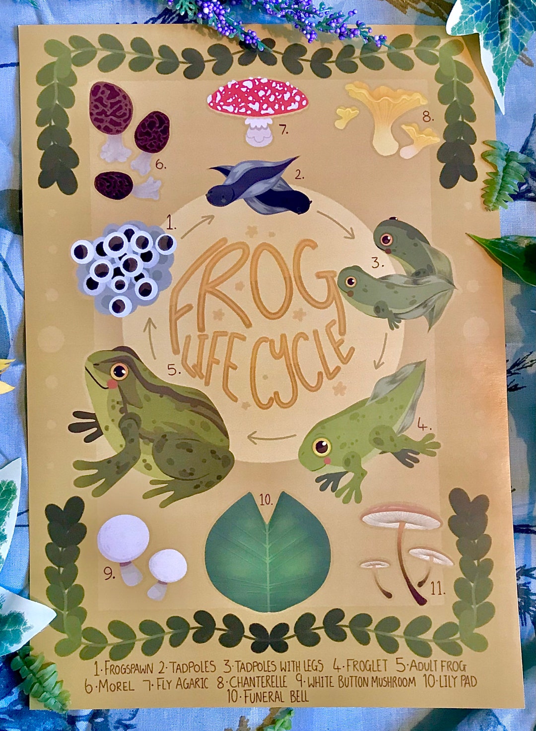 Frog Lifecycle A4 Poster Print MISPRINT - Etsy