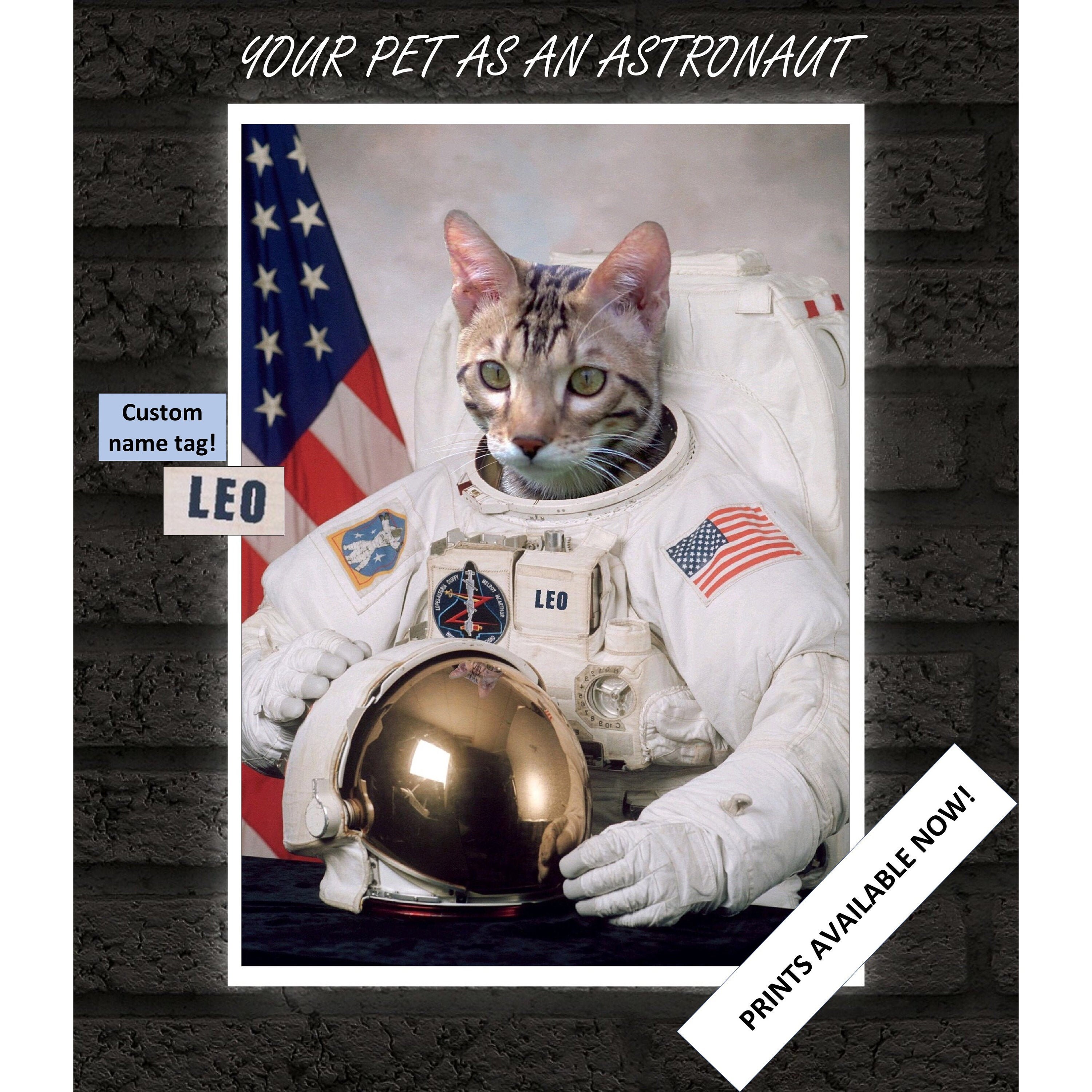 Nasa Cat