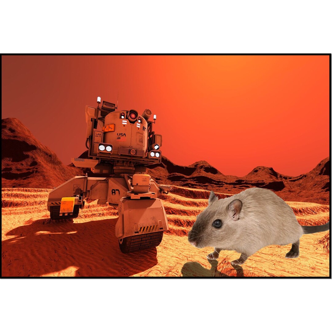 Pets in Space Custom Pet Portrait Personalised Mice Photo - Etsy