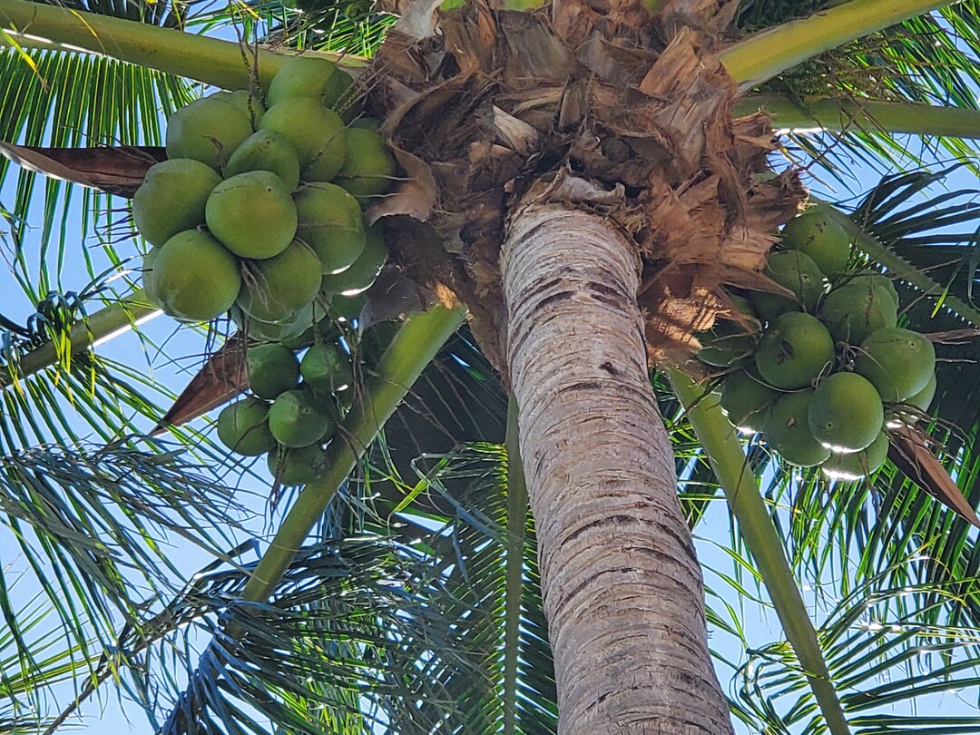 South Florida Coconuts Fresh & Green - Etsy