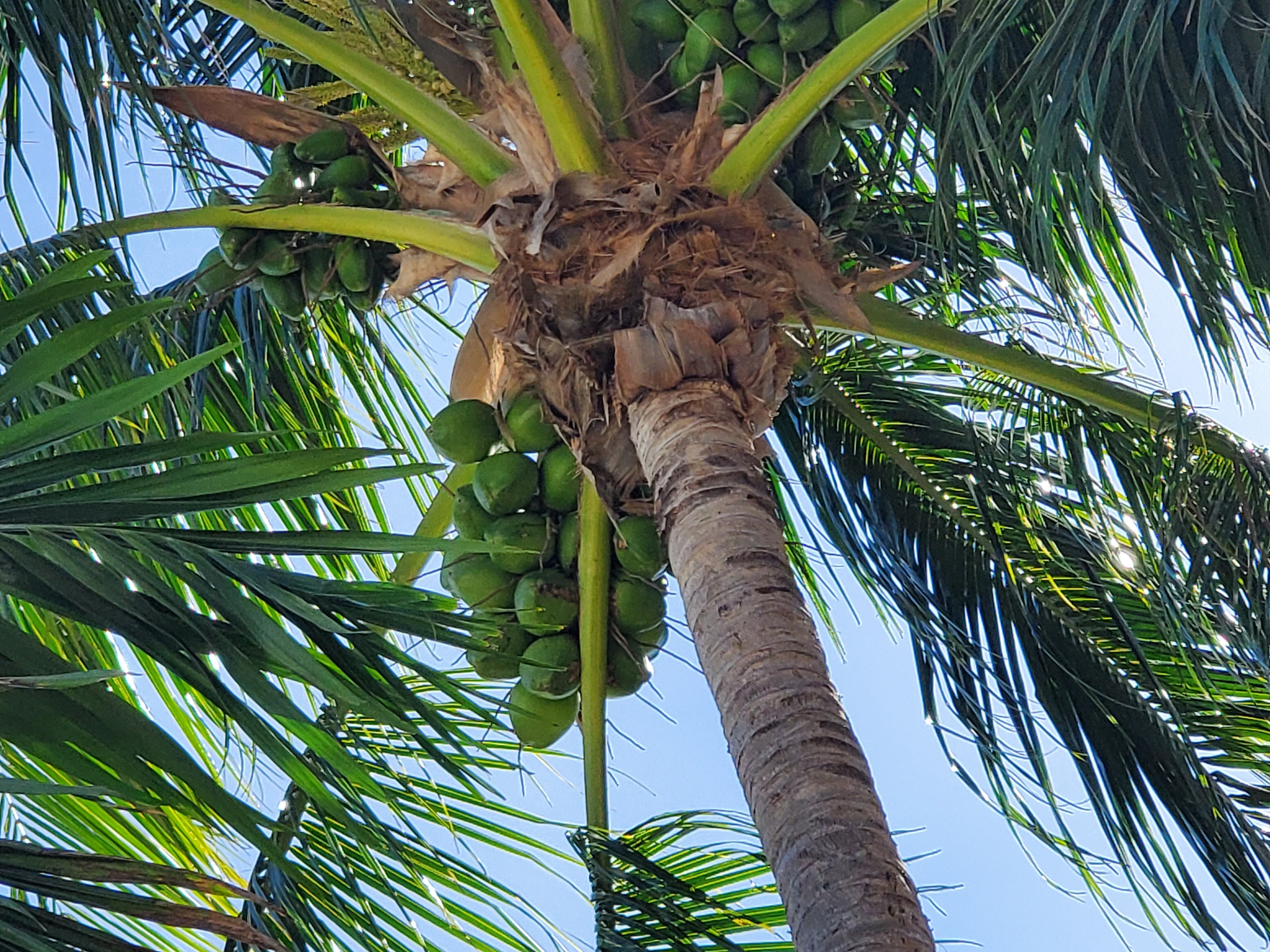 Fresh Green Florida Coconuts - Etsy