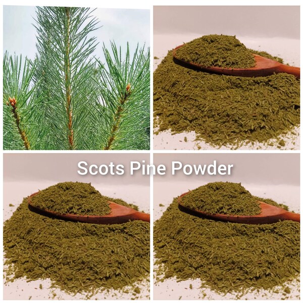 Scots Pine - Etsy