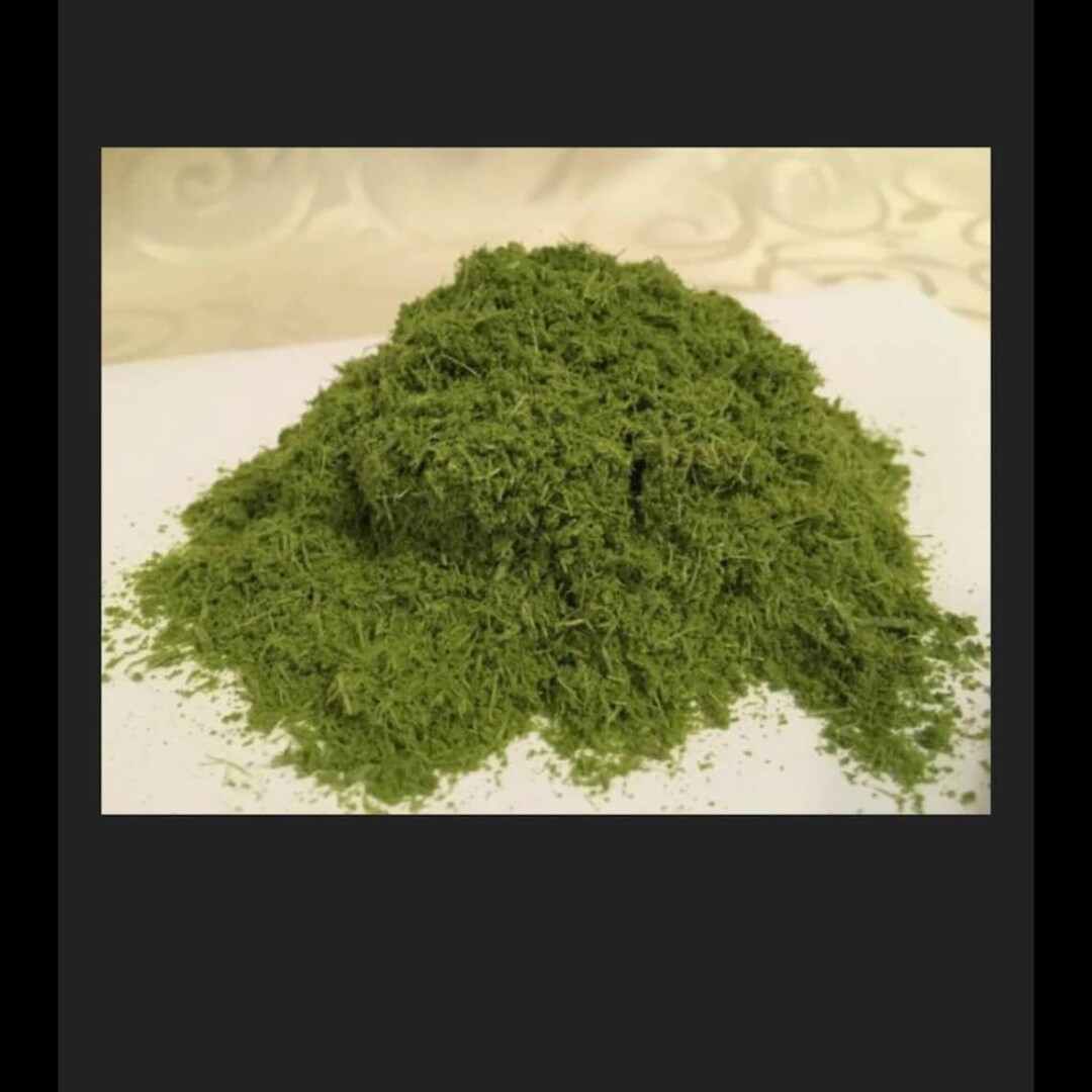 Pine Needle Powder Spruce Pine picea 70 Gramimmunity - Etsy