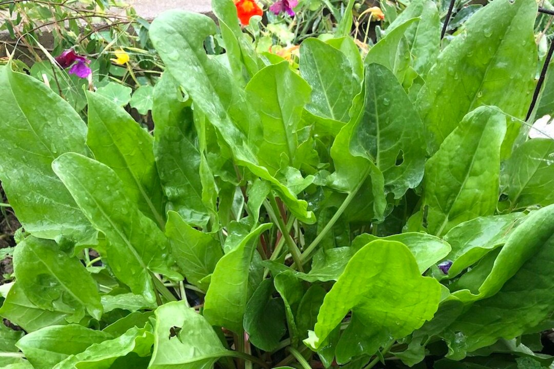 Green Sorrel Seeds, Hạt Rau Chua - Etsy