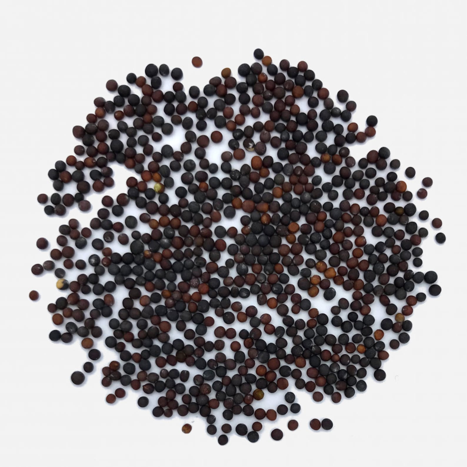 Bok Choy Seeds, Pak Choi Seeds, Hạt Cải Thìa - Etsy