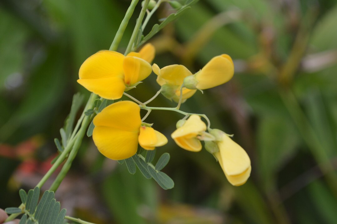 Sesbania Sesban Flower Seeds, Egyptian Riverhemp Seeds, Hạt Giống Bông ...
