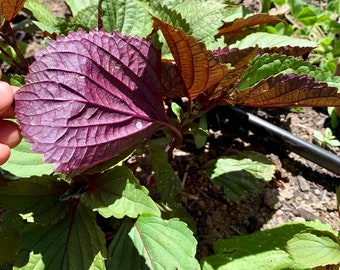 2g Tía Tô Vietnamese/korean Perilla Shiso JEOK SSAM IP Seeds - Etsy