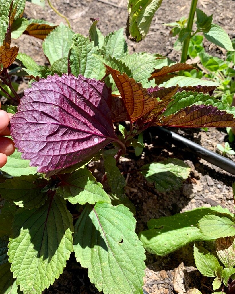 Vietnamese Perilla Frutescens Seed - Hạt Tía Tô - Etsy