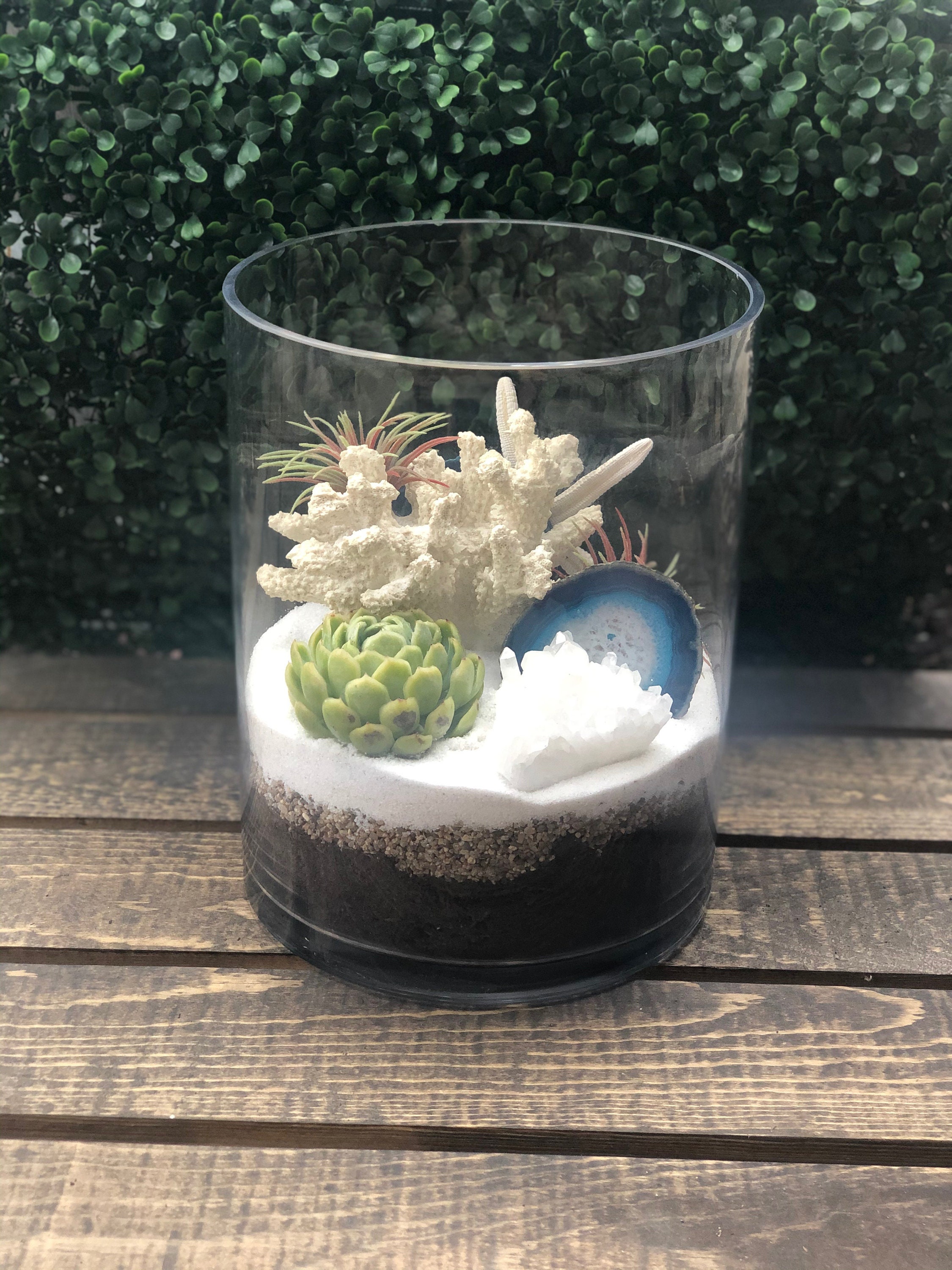 Glass Terrarium W/ Turquoise Agates, Air Plants, Succulents & Coral - Etsy