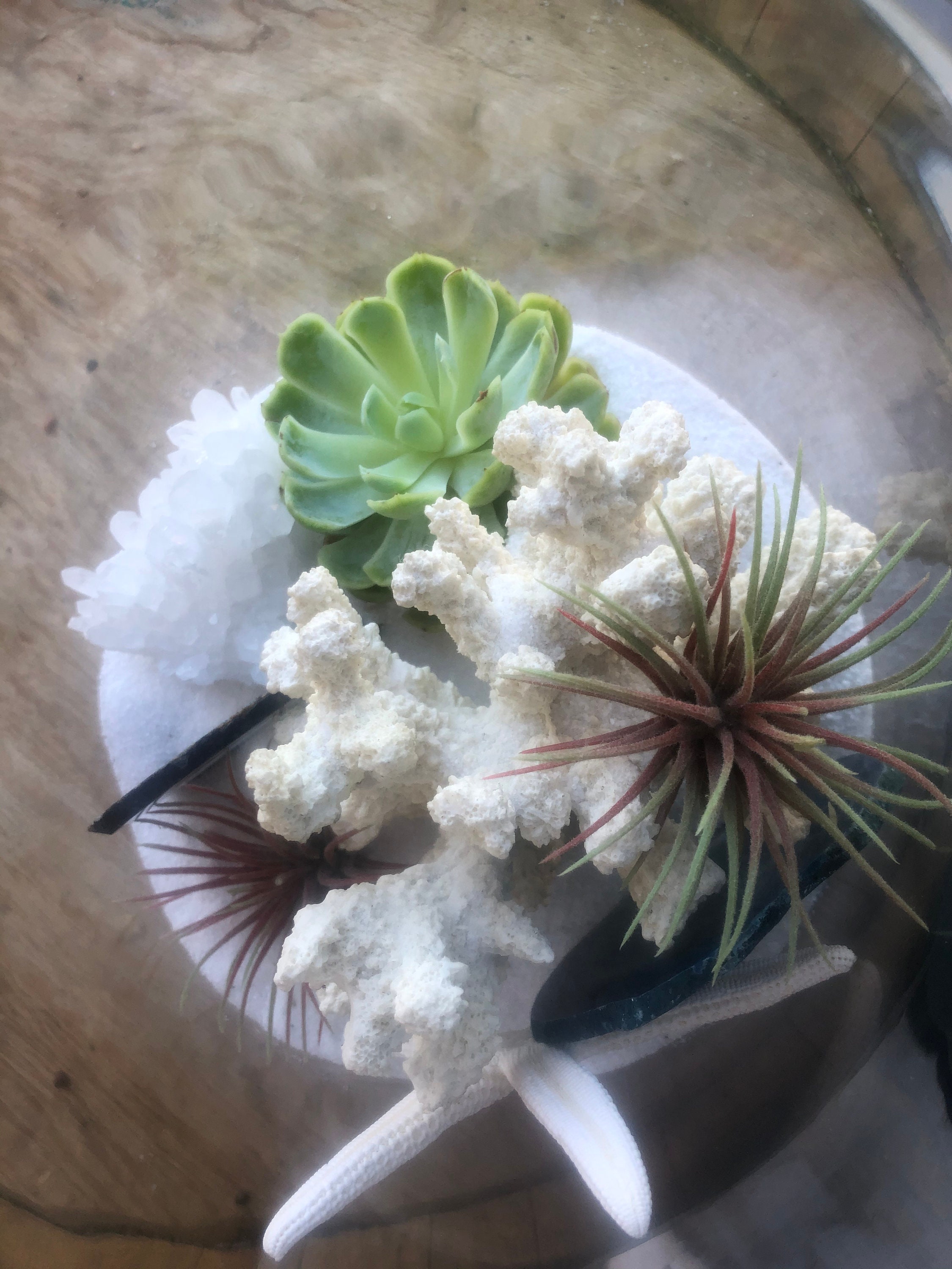 Glass Terrarium W/ Turquoise Agates Air Plants Succulents & - Etsy