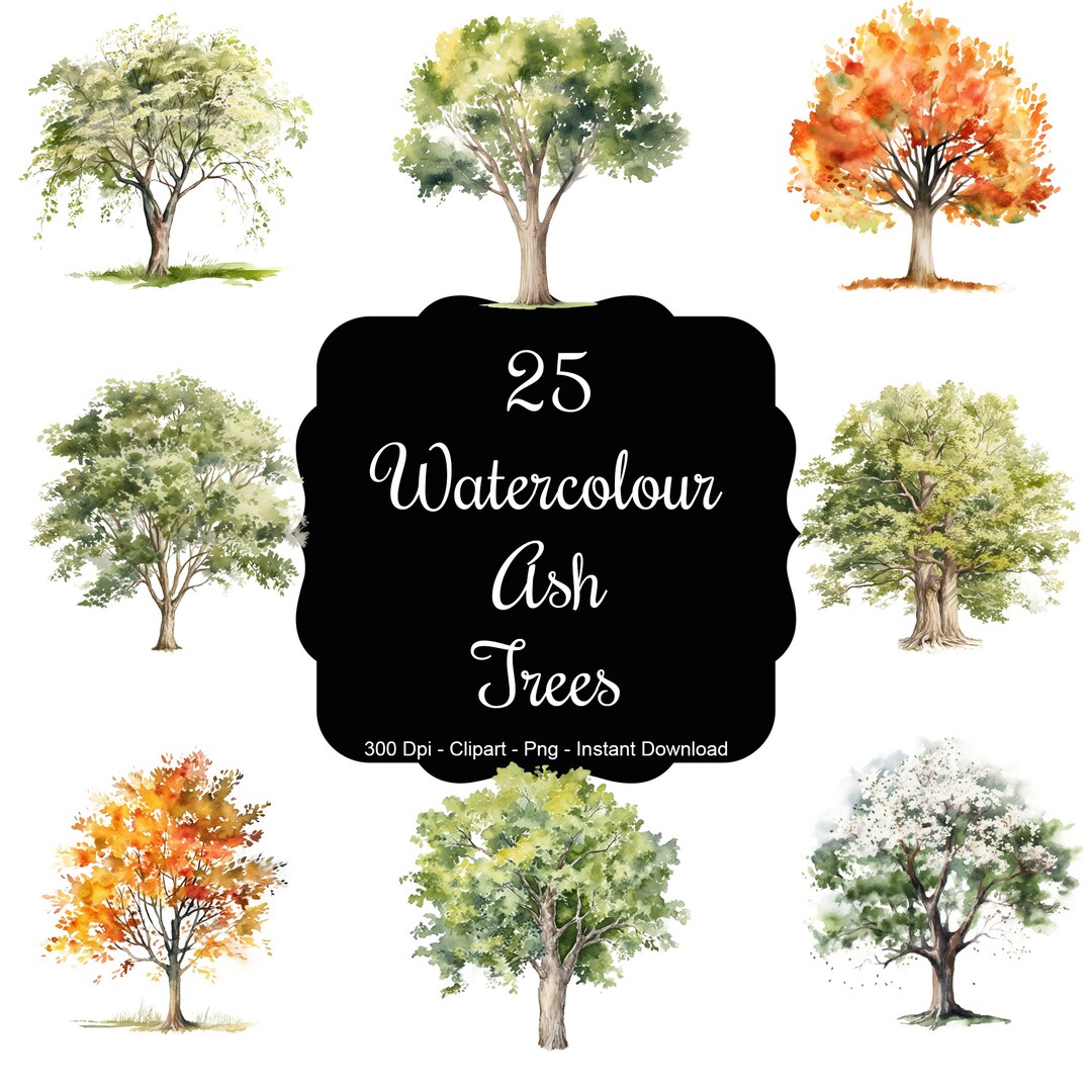 Whispering Ashes: 25 Watercolour Ash Trees Clipart Set - Etsy