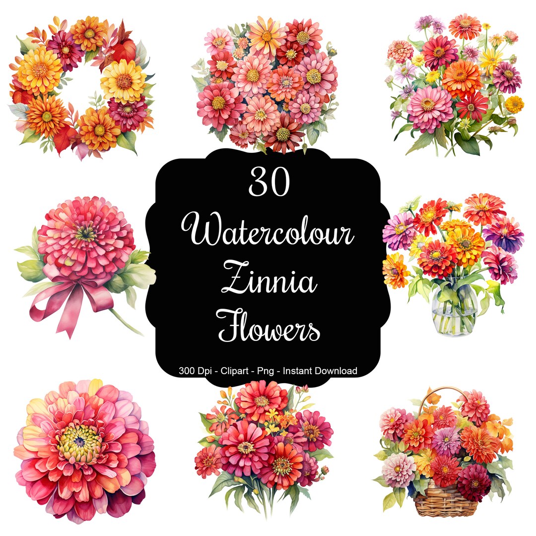 Zinnia Zenith: 30 Watercolour Zinnia Flowers Clipart Set - Etsy