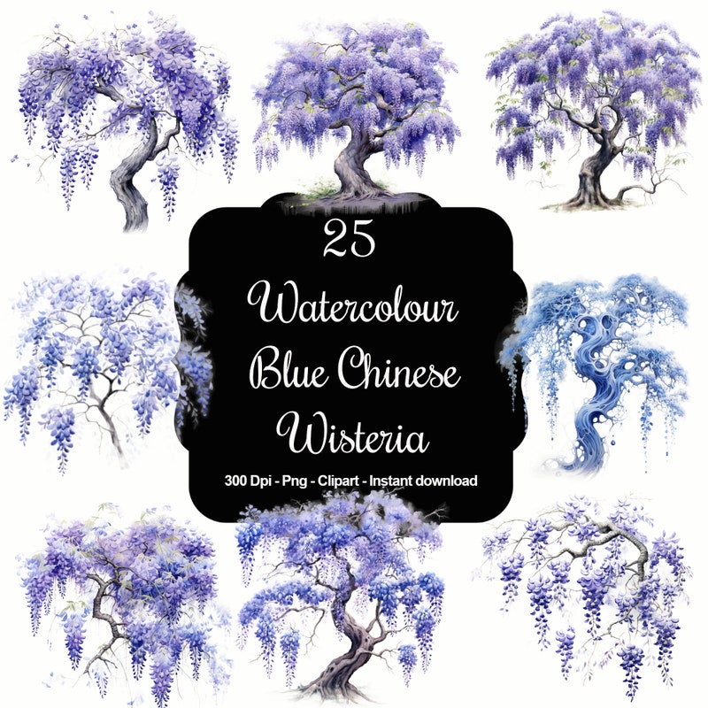 Chinese Spring Tree - Etsy