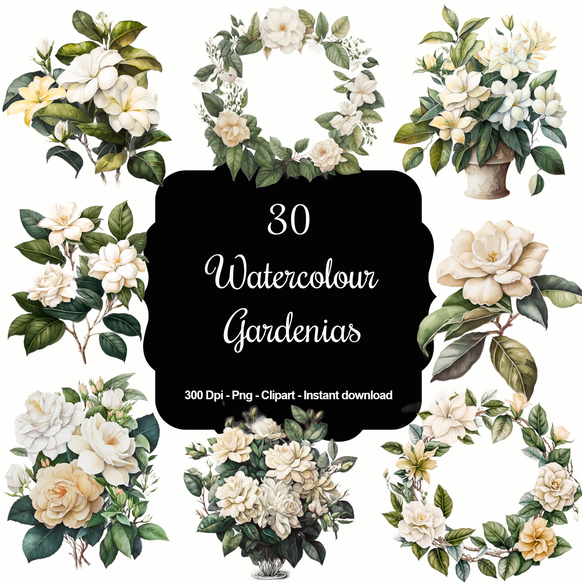 Gardenia Clip Art