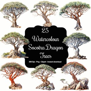 Desert Mystique: 25 Watercolour Socotra Dragon Tree Clipart Collection ...