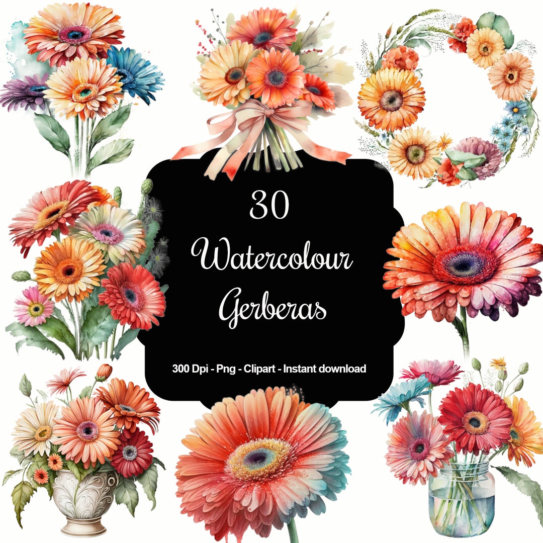 Gerbera Glory: 30 Watercolour Gerberas - Bunches, Bouquets, Singles ...