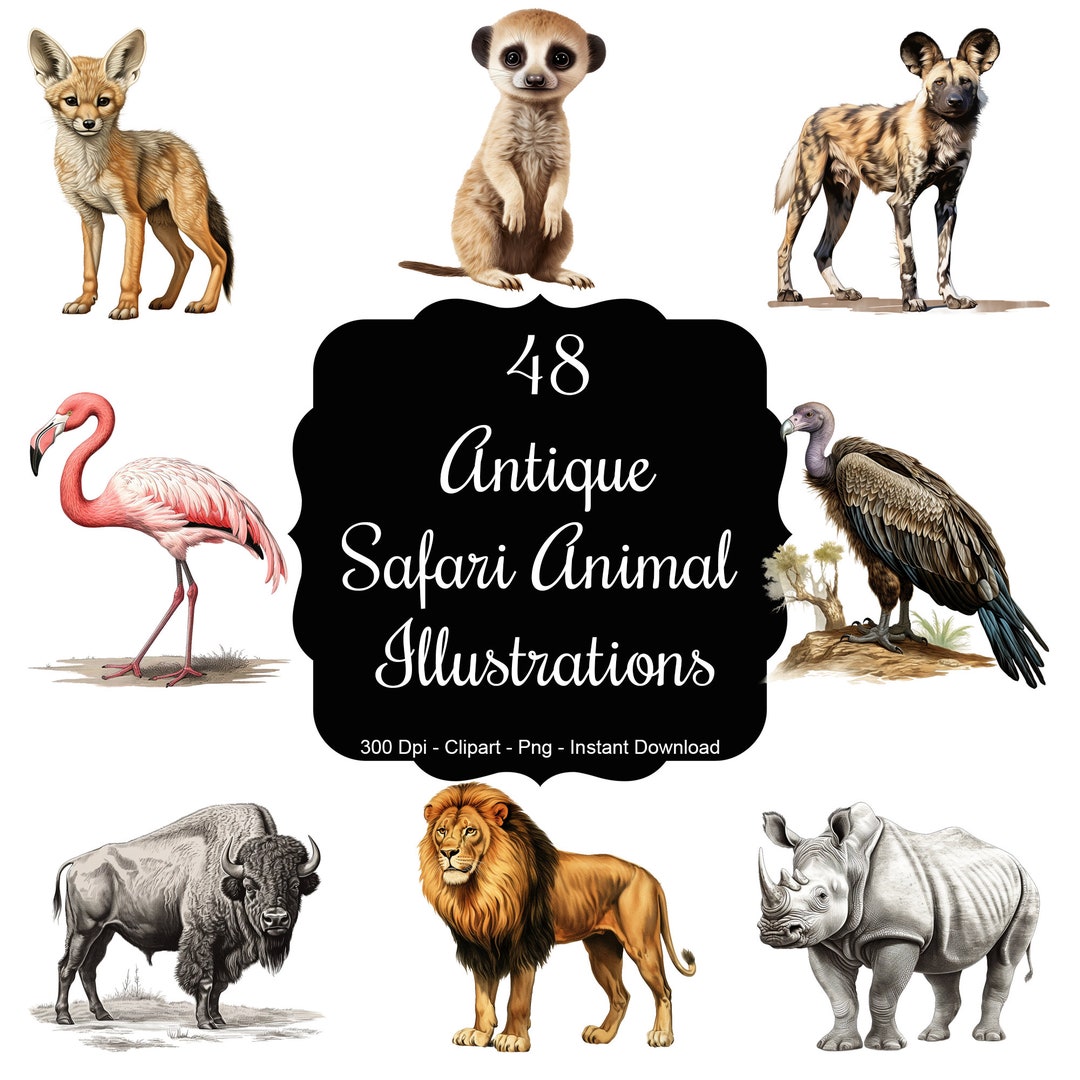 Safari Antiquity: 48 Antique Safari Animal Illustrations Clipart Set - Etsy