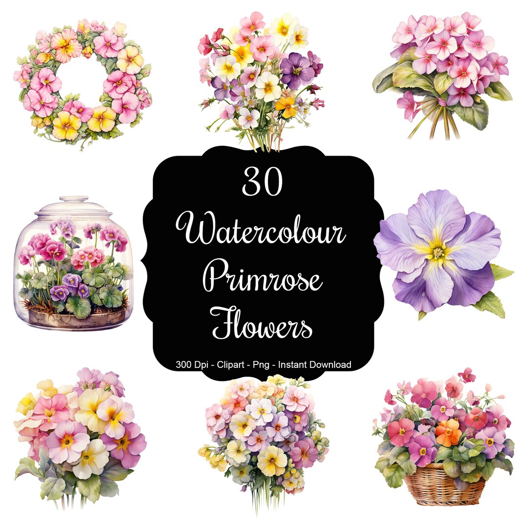 Primrose Path: 30 Watercolour Primrose Flowers Clipart Set - Etsy