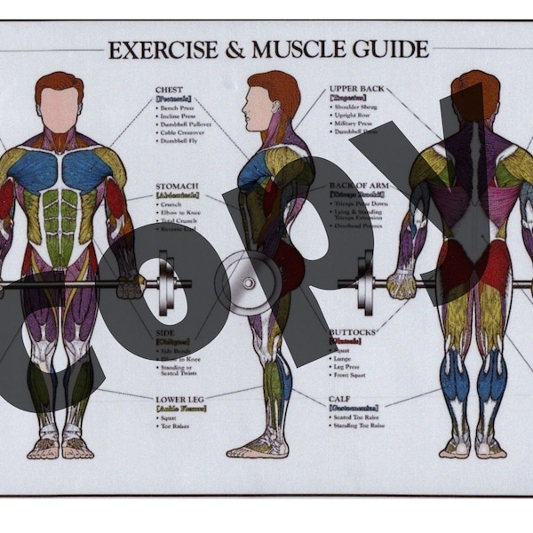 Wall Exercise Chart - Etsy