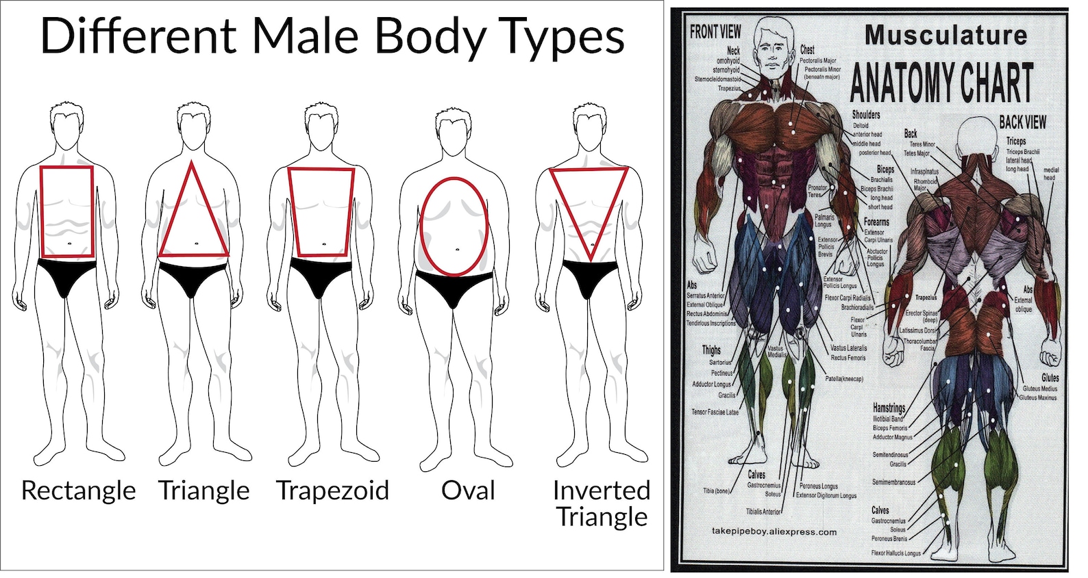 Masculine Anatomy Chart Digital Download Wall Poster Ideal Etsy masculine-anatomy-chart-digital-download-wall-poster-ideal-etsy