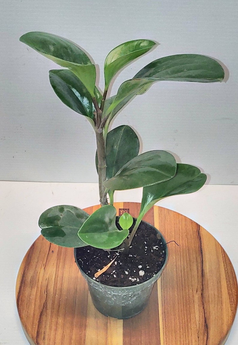 Peperomia Obtusifolia Baby Rubber Tree Plant - Etsy
