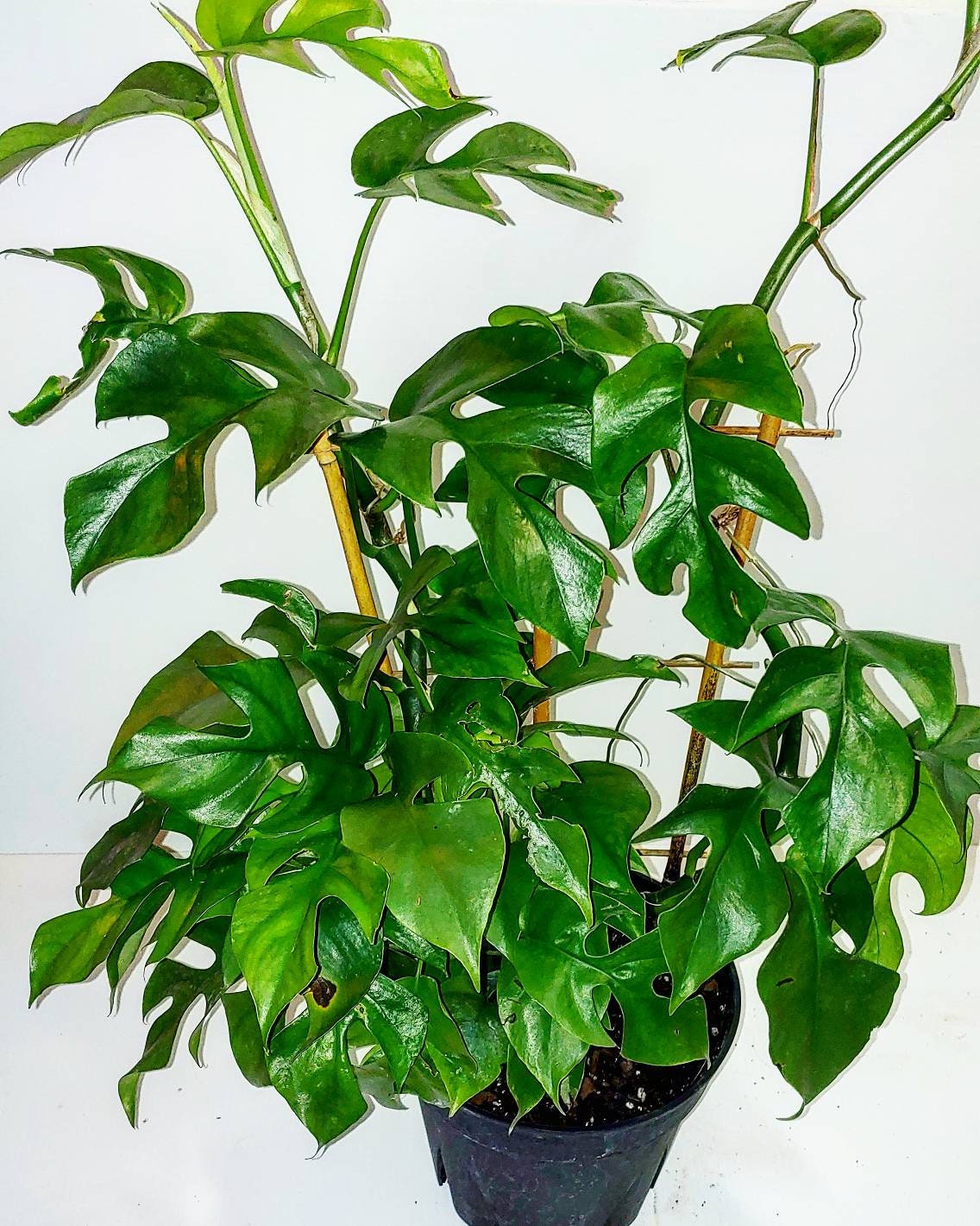 Dwarf Monstera Raphidophora Tetrasperma Plant - Etsy