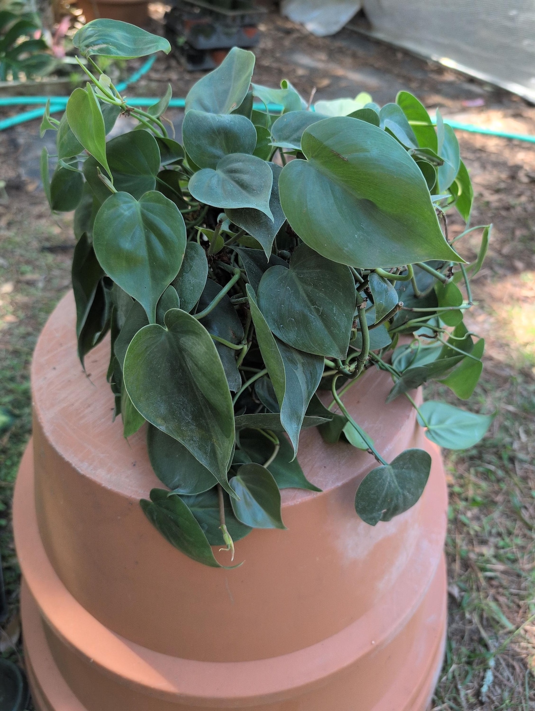 Heart Leaf Philodendron Vine 6in Pot Philo Hederaceum - Etsy