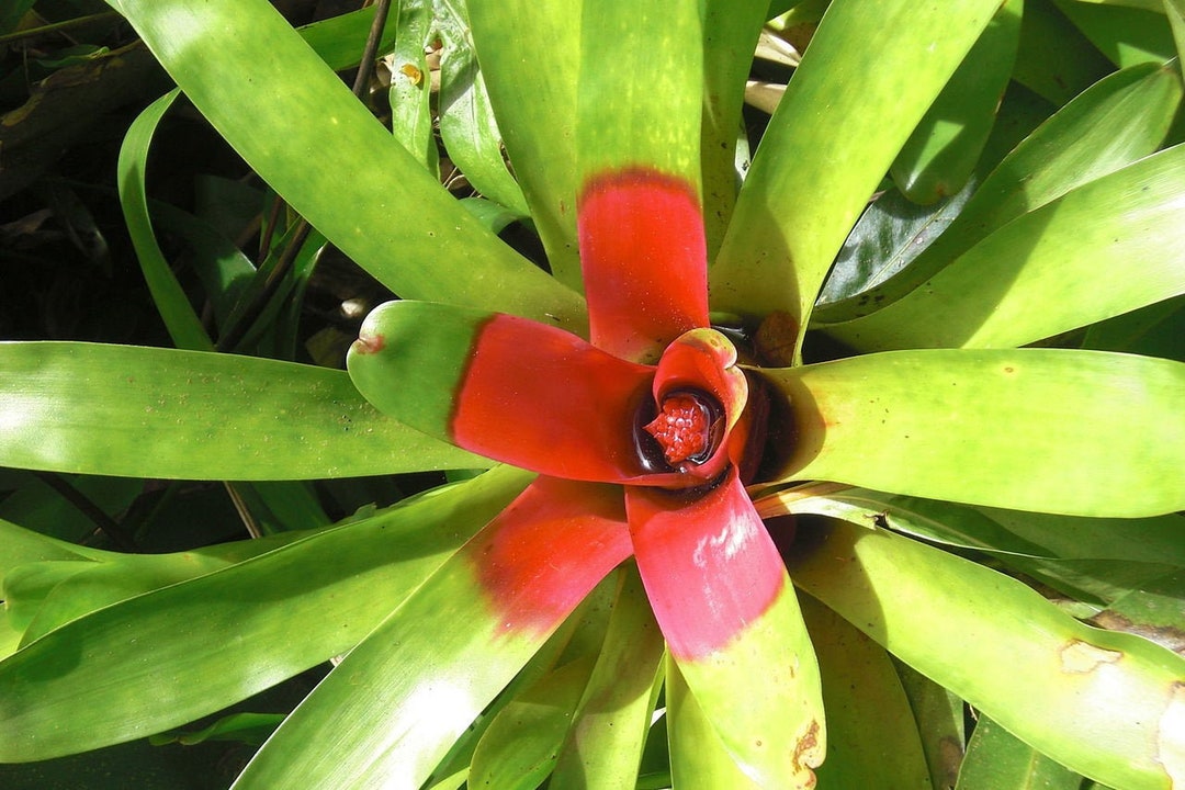 Blushing Bromeliad Neoregelia Carolinea - Etsy