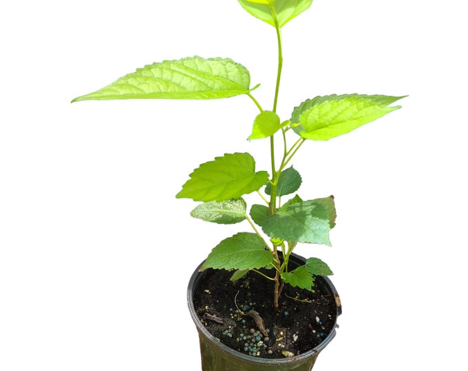 Everbearing Dwarf Mulberry Plants - Etsy