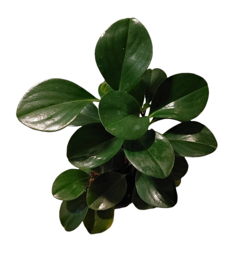 Peperomia Obtusifolia Baby Rubber Tree Plant - Etsy