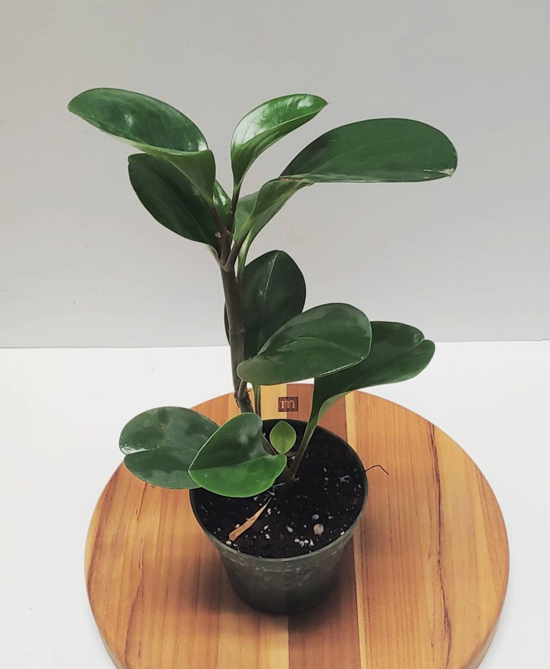 Peperomia Obtusifolia Baby Rubber Tree Plant - Etsy