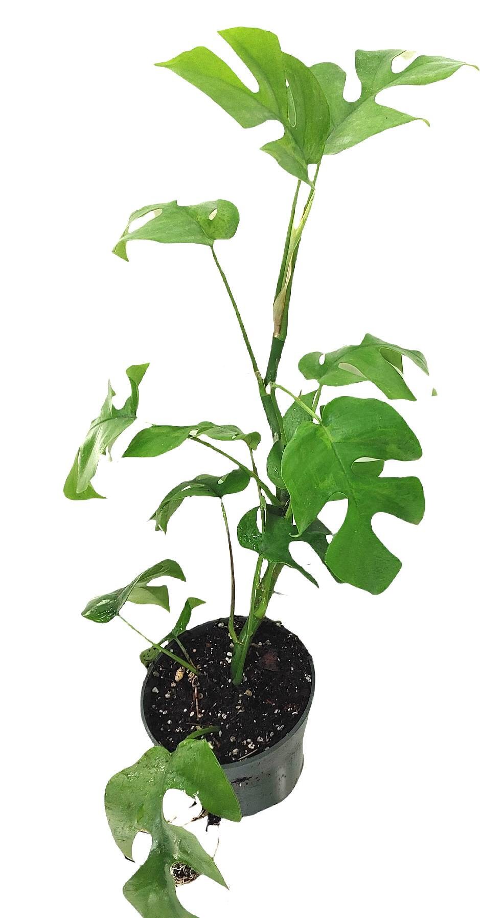Dwarf Monstera Raphidophora Tetrasperma Plant - Etsy