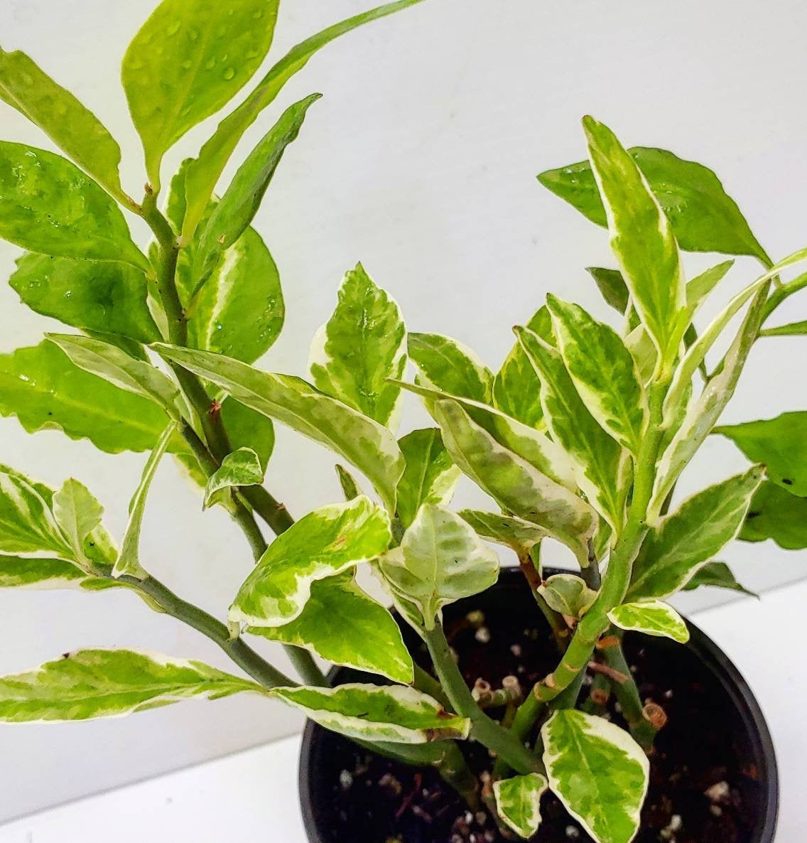 Variegated Devil's Backbone Pedilanthus Plant - Etsy