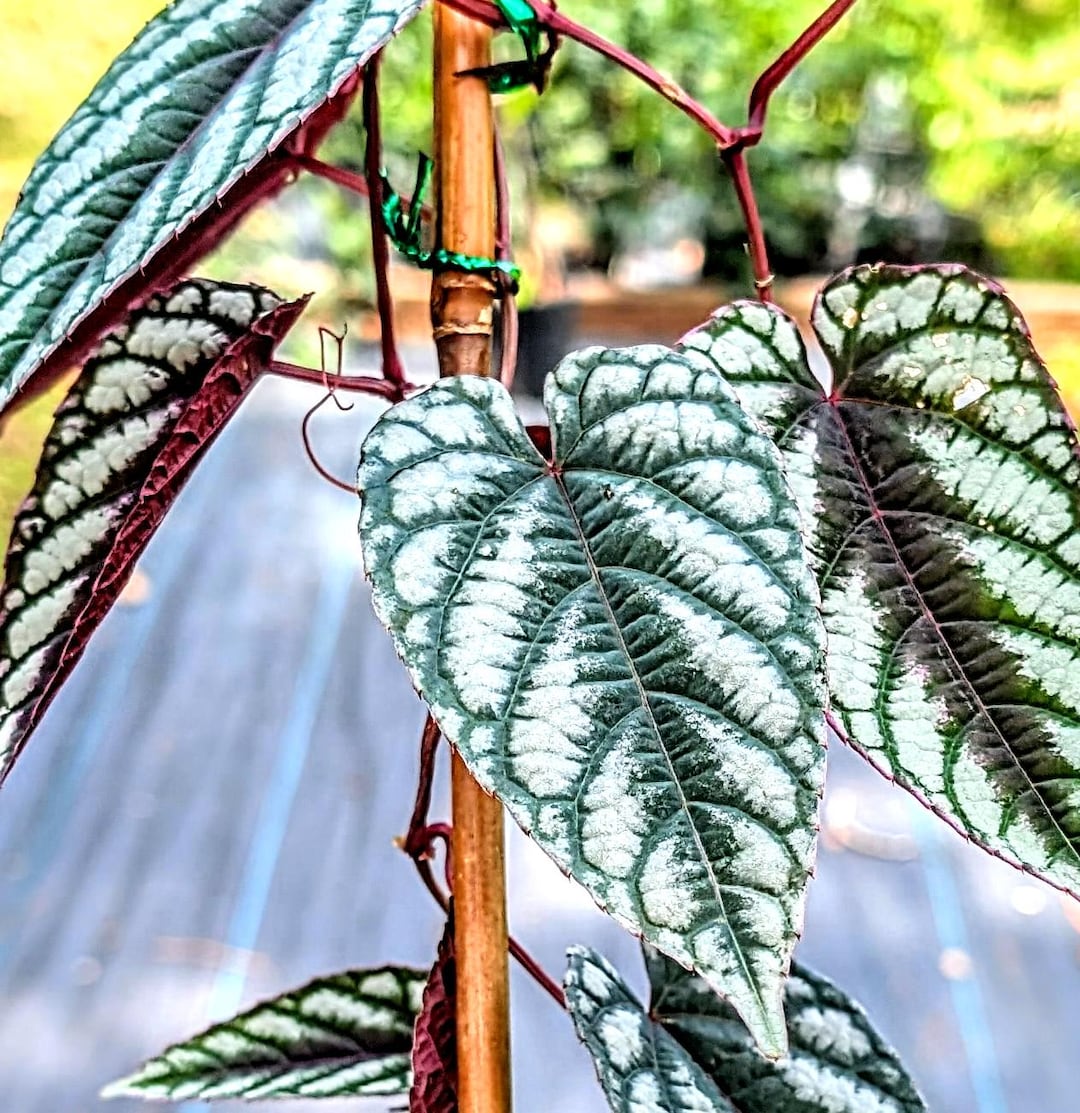 Cissus Discolora Vining Plant Aka Rex Begonia Vine - Etsy