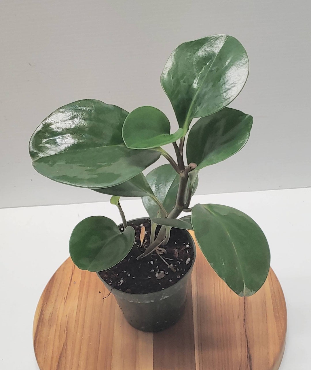 Peperomia Obtusifolia Baby Rubber Tree Plant - Etsy