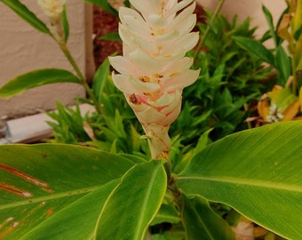 Kimi Pink Alpinia Purpurata Ginger Flower Rhizomes - Etsy
