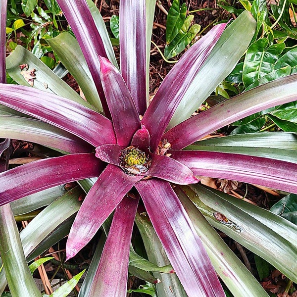 Neoregelia - Etsy
