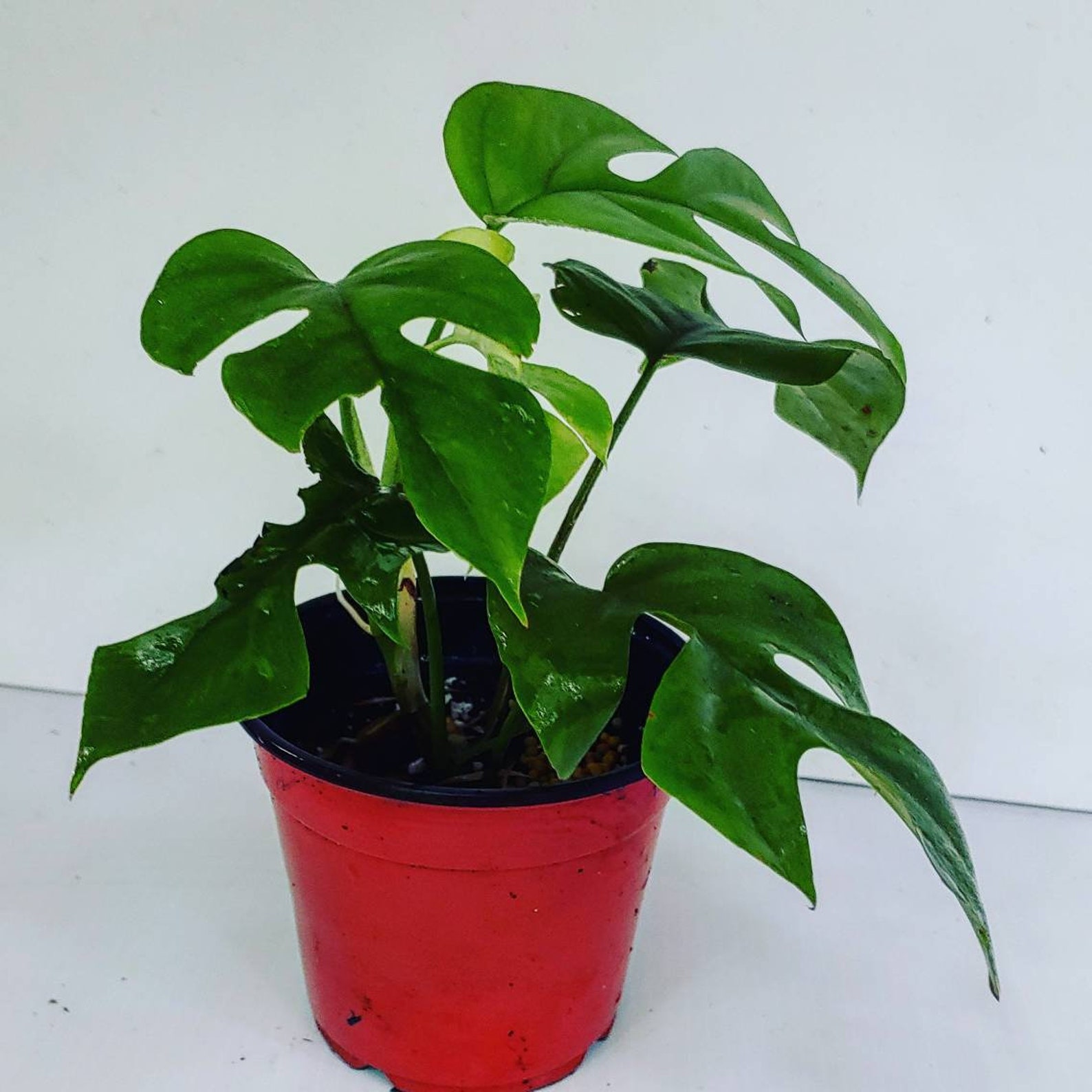 Dwarf Monstera Raphidophora Tetrasperma Plant - Etsy