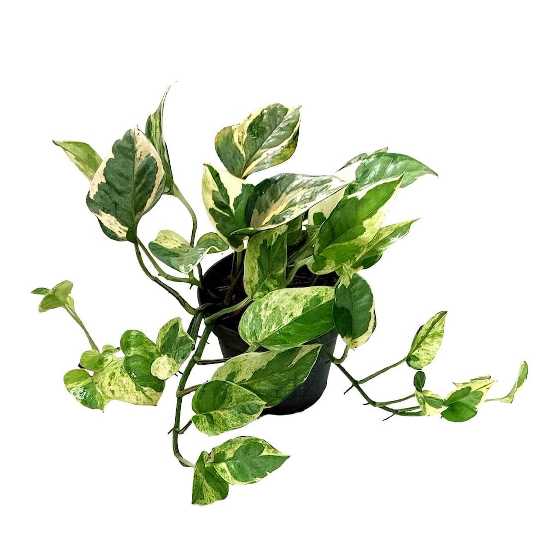Pearls and Jade Pothos Live, Vining House Plant - Etsy