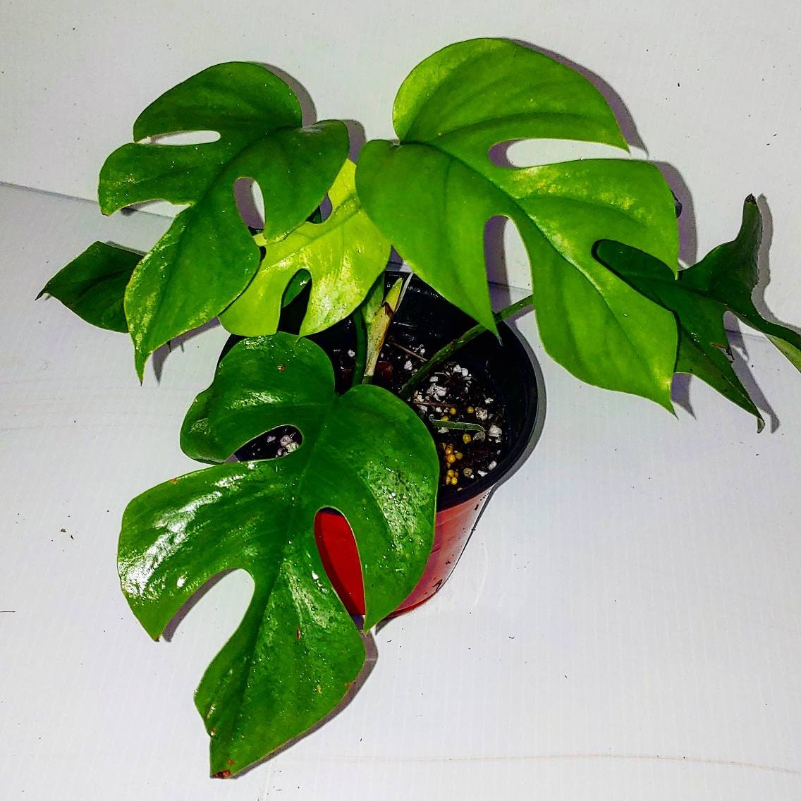 Dwarf Monstera Raphidophora Tetrasperma Plant | Etsy