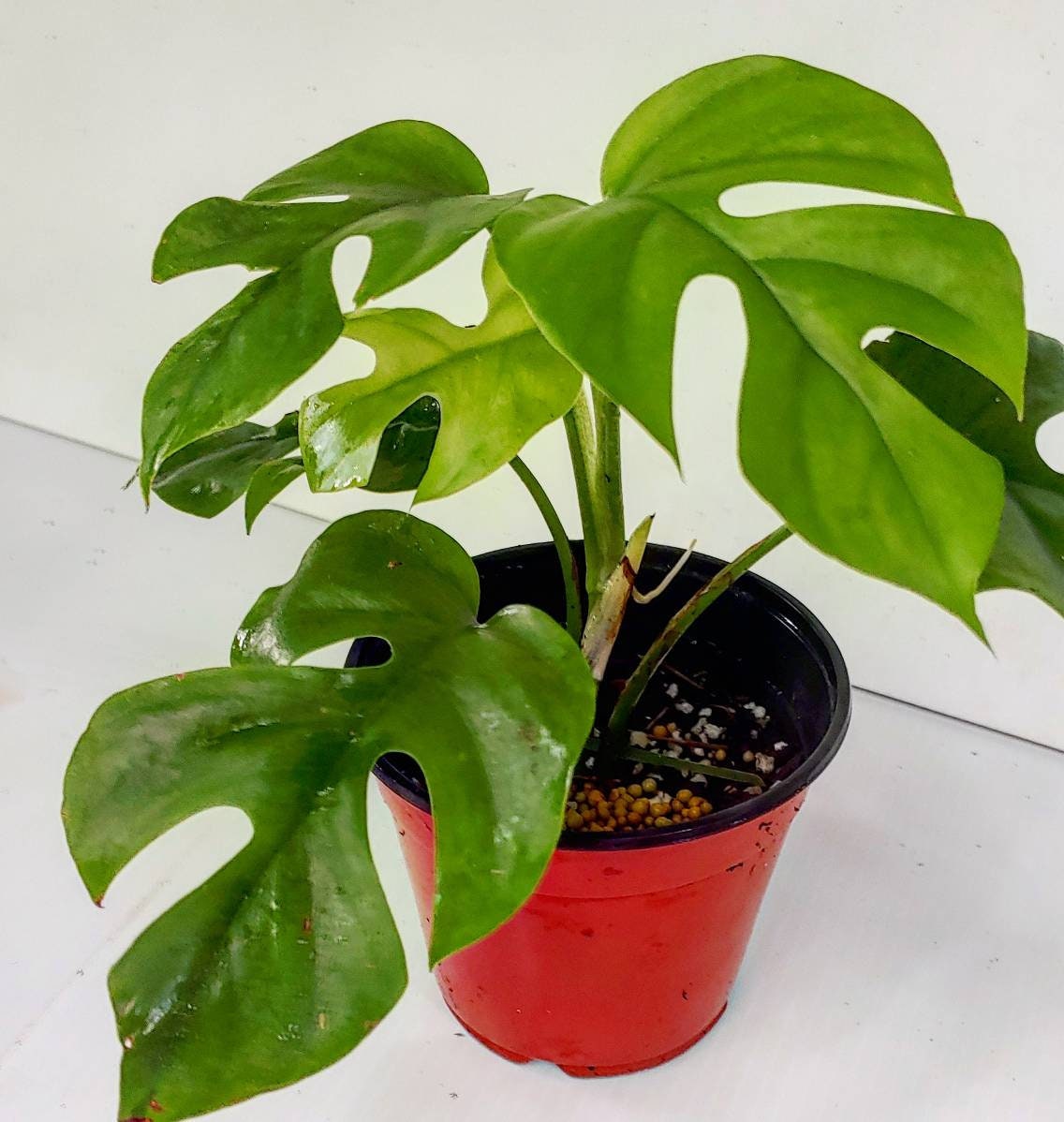 Dwarf Monstera Raphidophora Tetrasperma Plant - Etsy