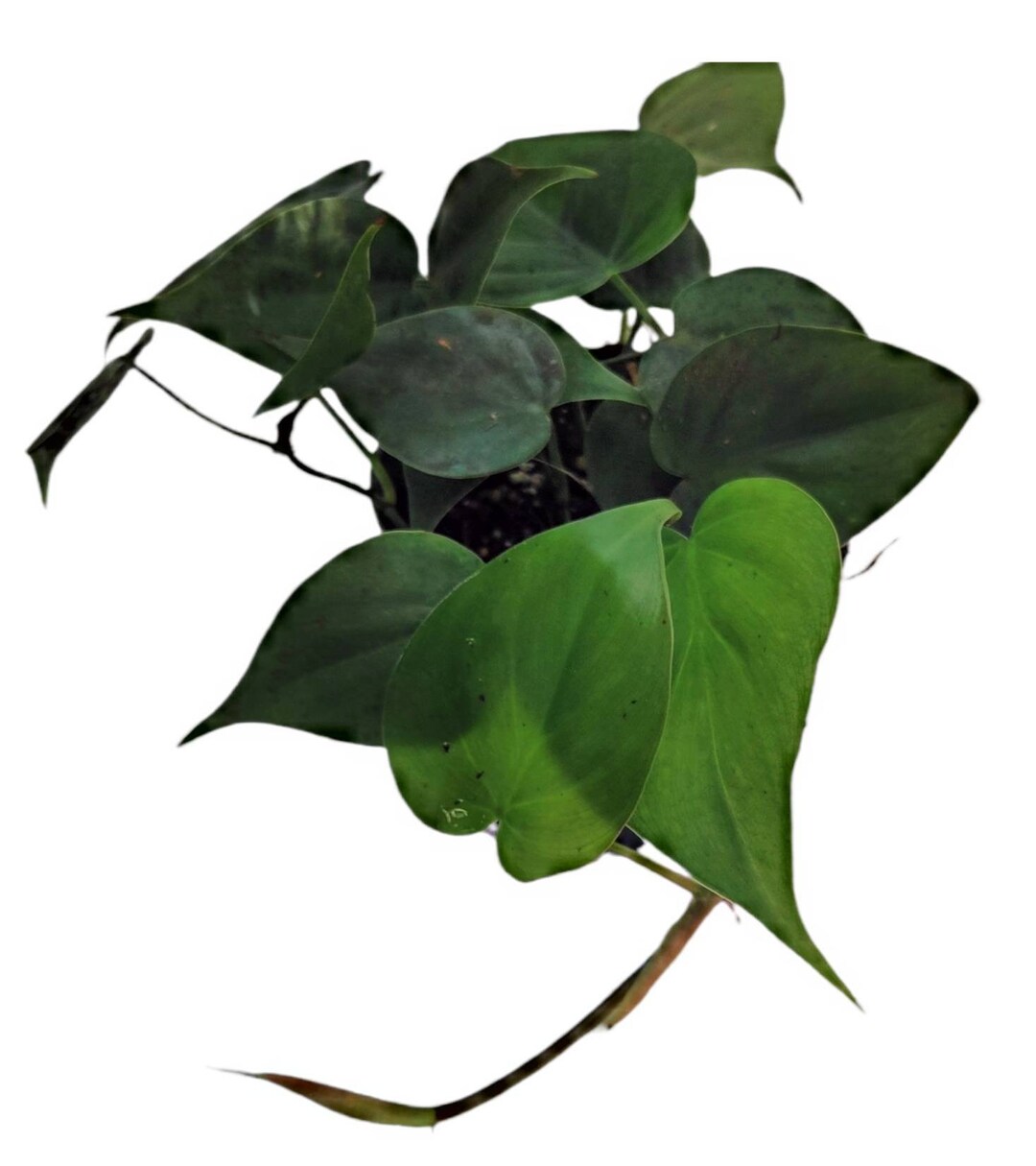 Heart Leaf Philodendron Vine 4.5 in Pot Philo Hederaceum - Etsy